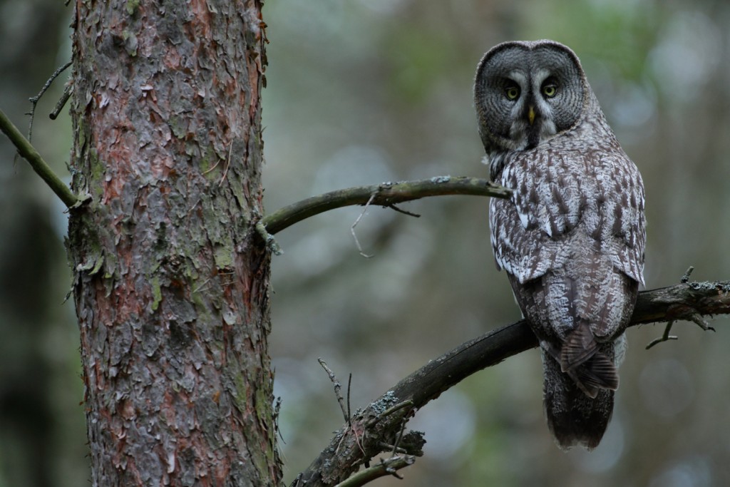 Trasa „PUSZCZYK MSZARNY” – Polesie BirdWatching